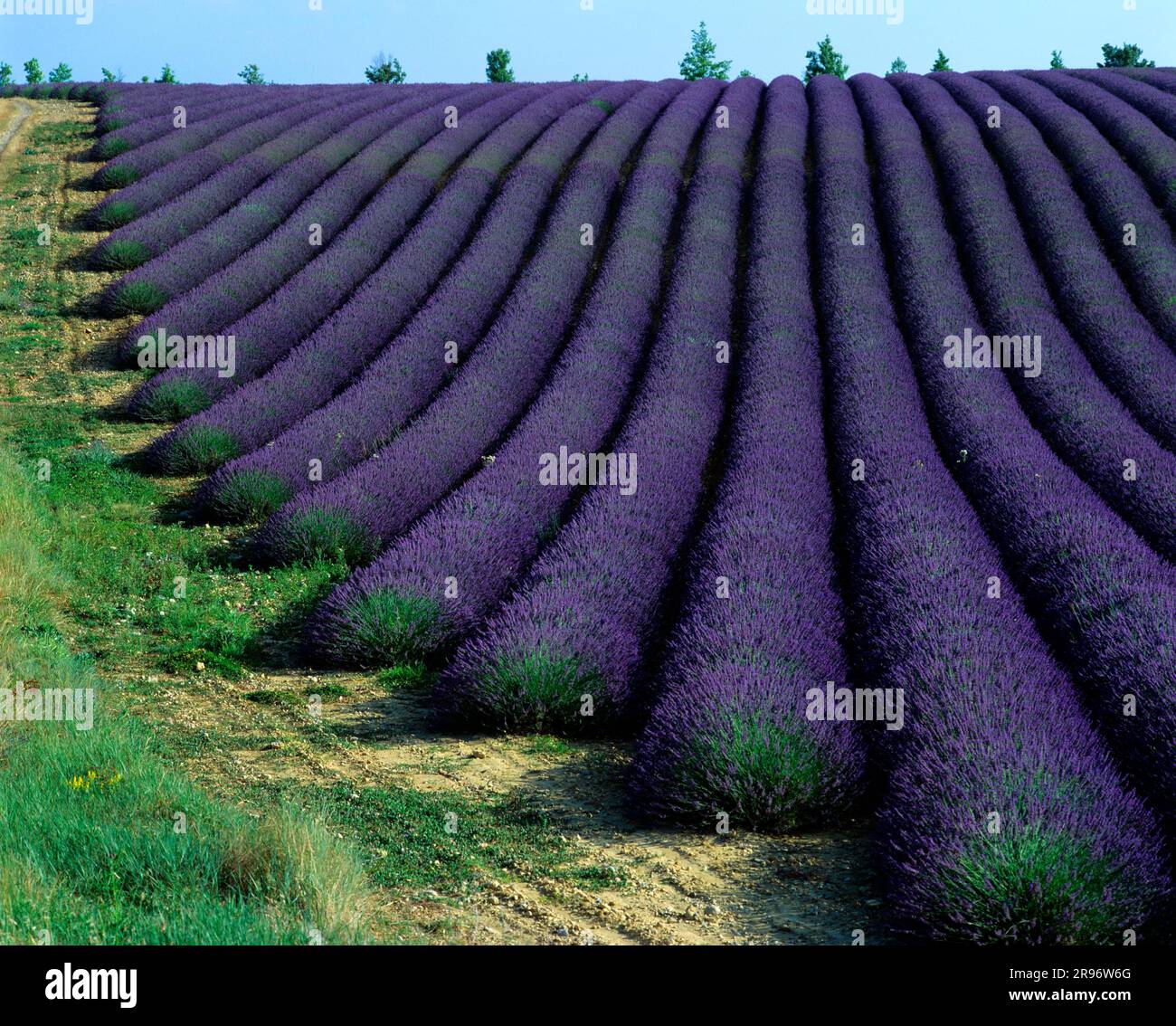 Field of lavender (Lavendula angustifolia), Real lavender Stock Photo ...