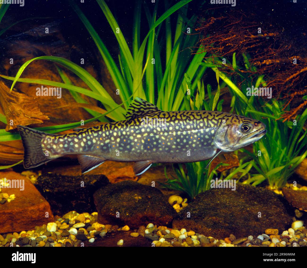 American brook trout hi-res stock photography and images - Alamy