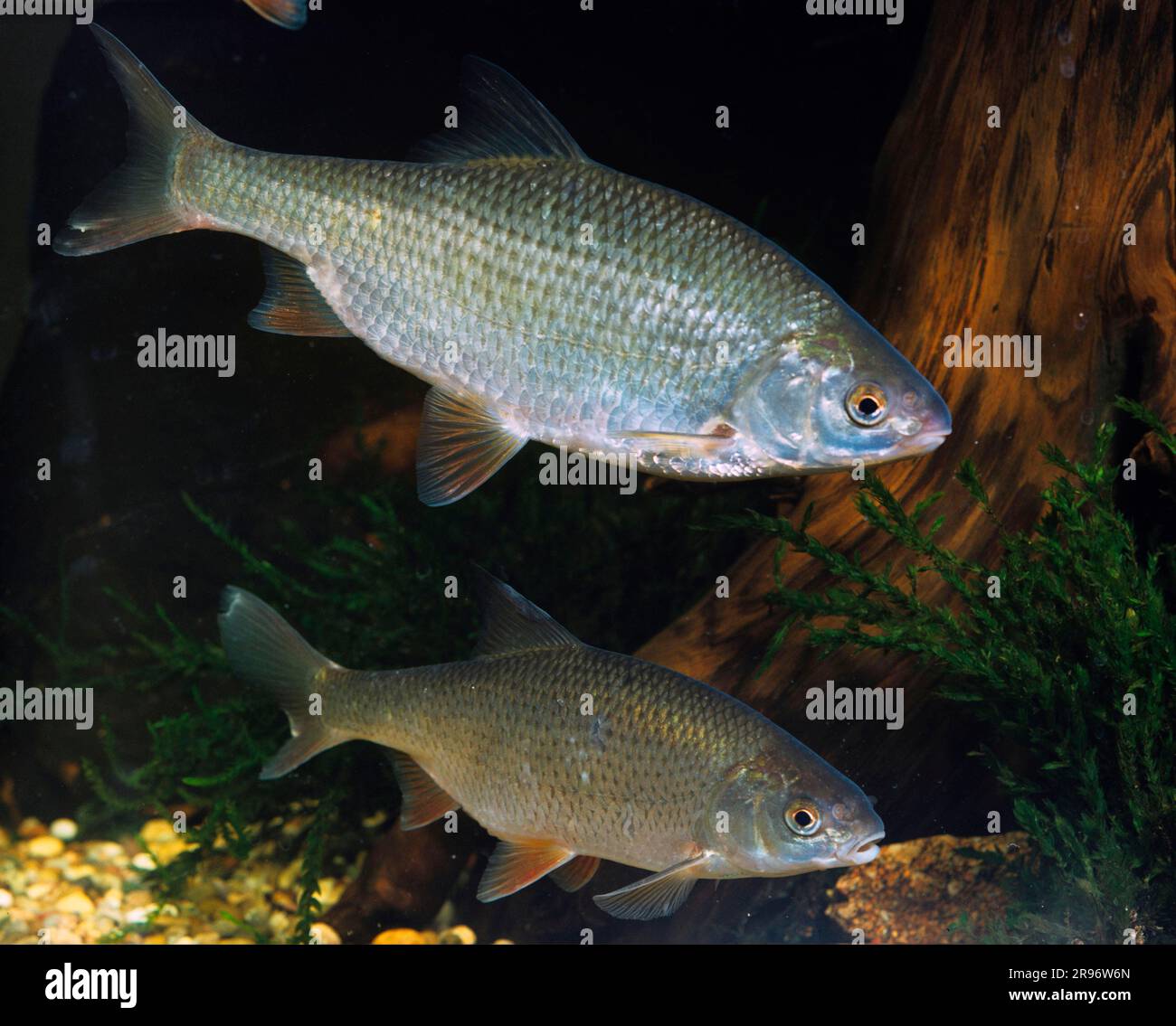Common rudd (Scardinius erythrophthalmus Stock Photo - Alamy