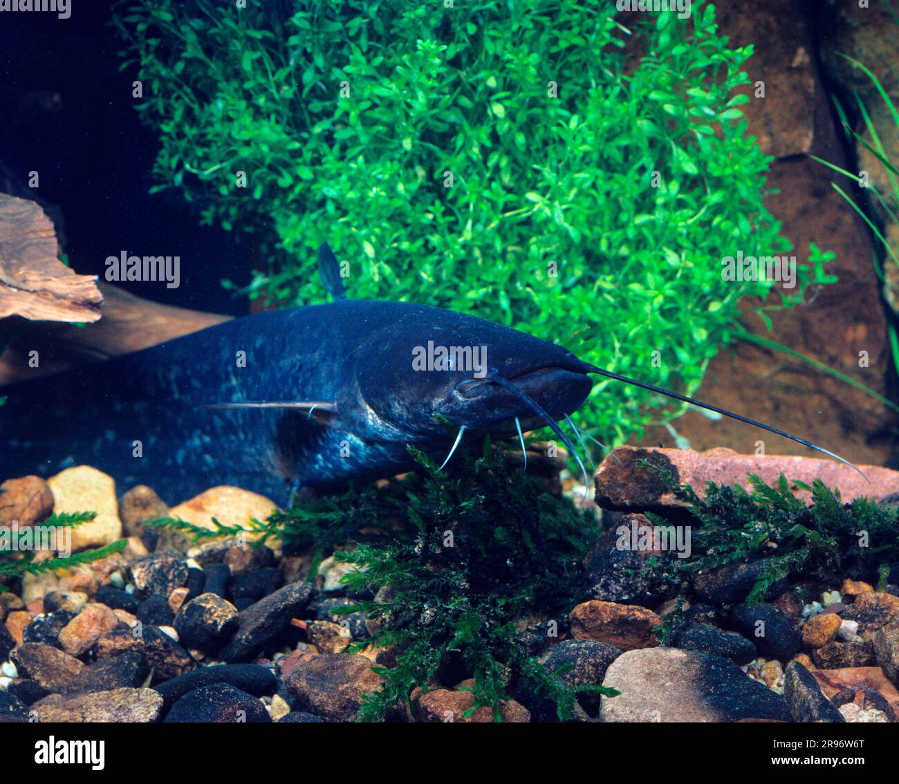 Catfish (Silurus glanis), Waller, Schaiden Stock Photo - Alamy