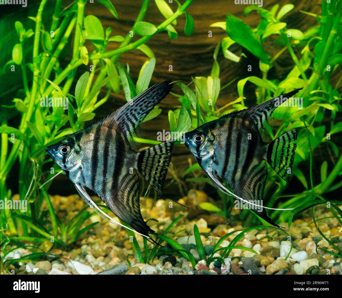 Freshwater angel fish (Pterophyllum scalare), long fin angel fish Stock ...