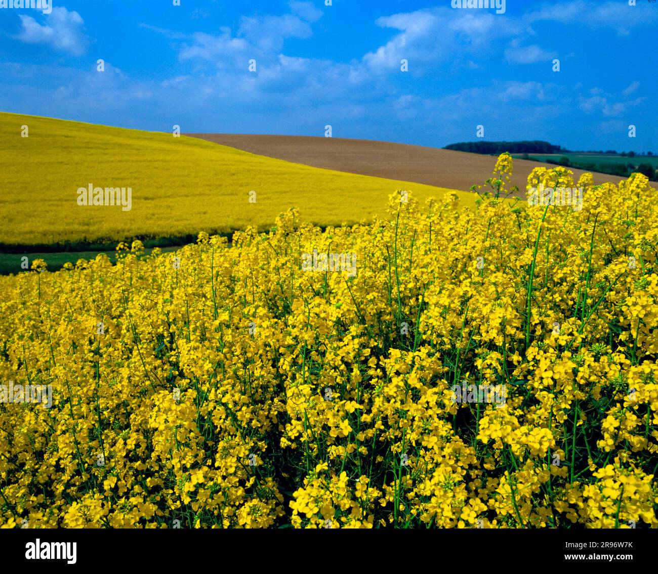 Flowering rape field (Brassica napus), Germany Stock Photo - Alamy