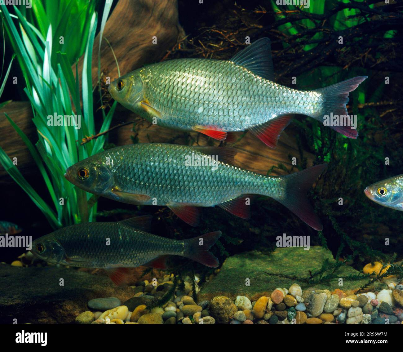 Common rudd (Scardinius erythrophthalmus Stock Photo - Alamy