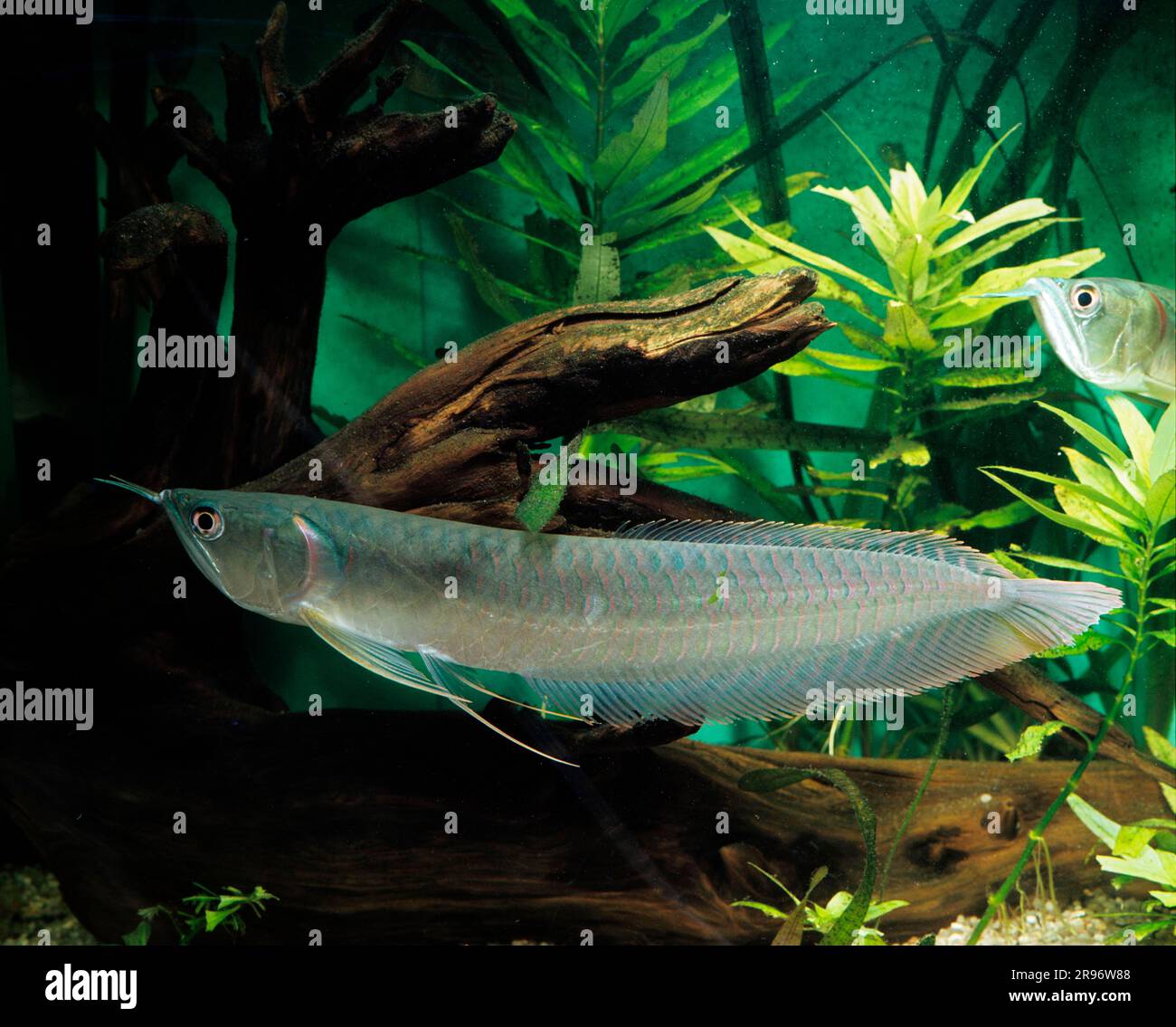 Silver Arowana Baby