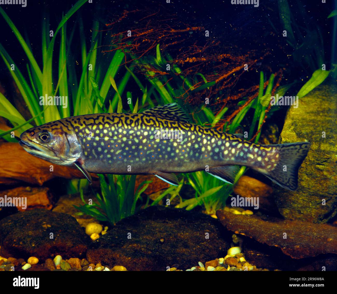 American brook trout hi-res stock photography and images - Alamy