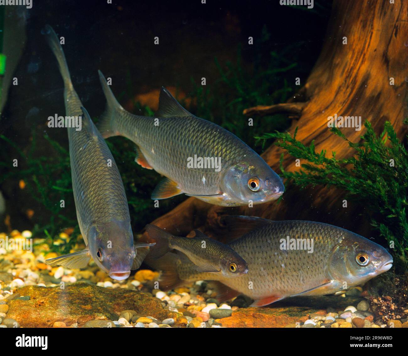 Common rudd (Scardinius erythrophthalmus Stock Photo - Alamy