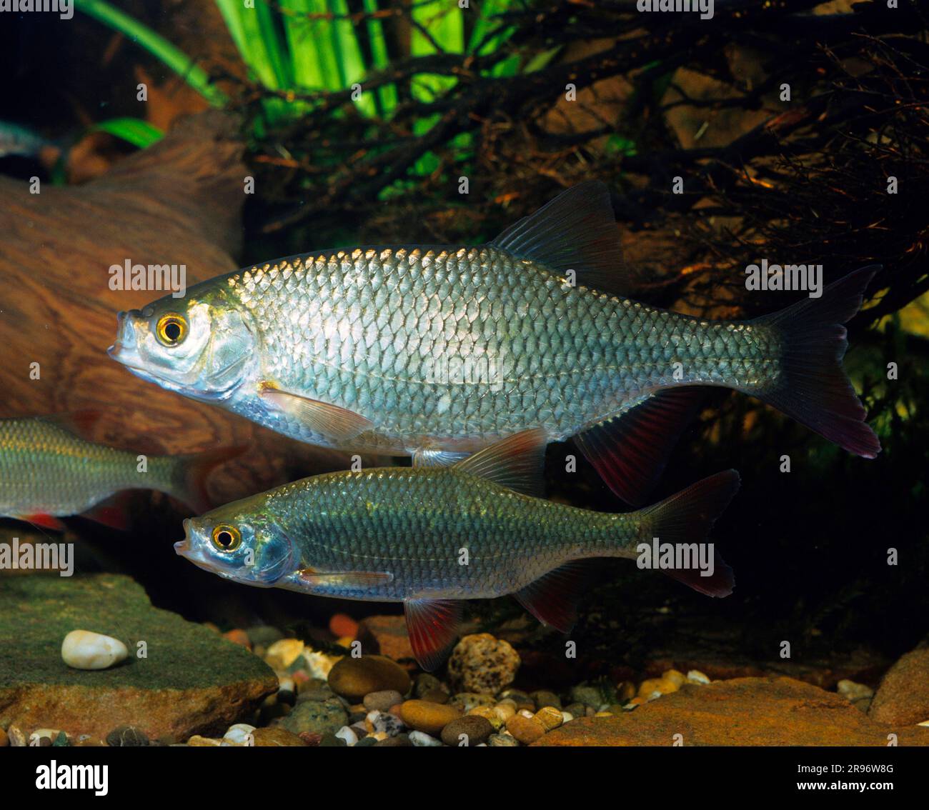 Common rudds hi-res stock photography and images - Alamy