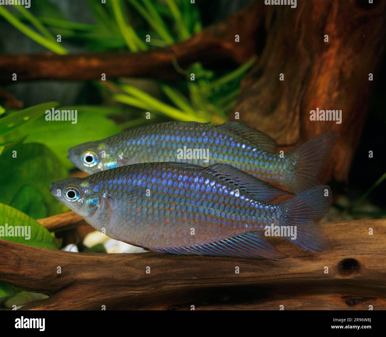 Freshwater fish of australia hi-res stock photography and images - Alamy
