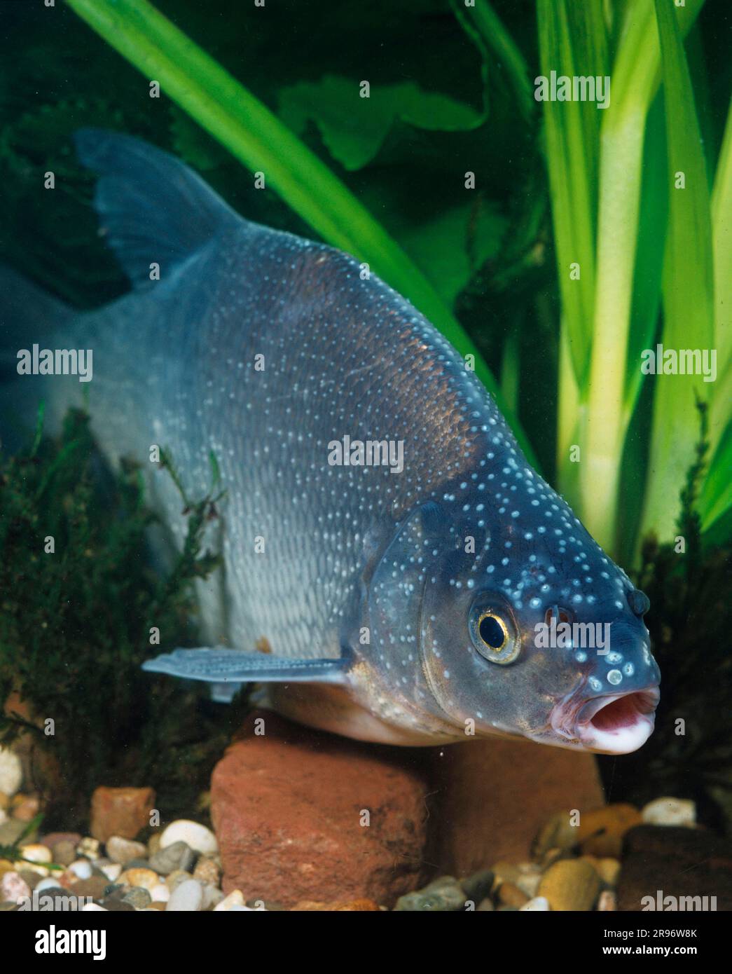 Bony bream fish hi-res stock photography and images - Alamy
