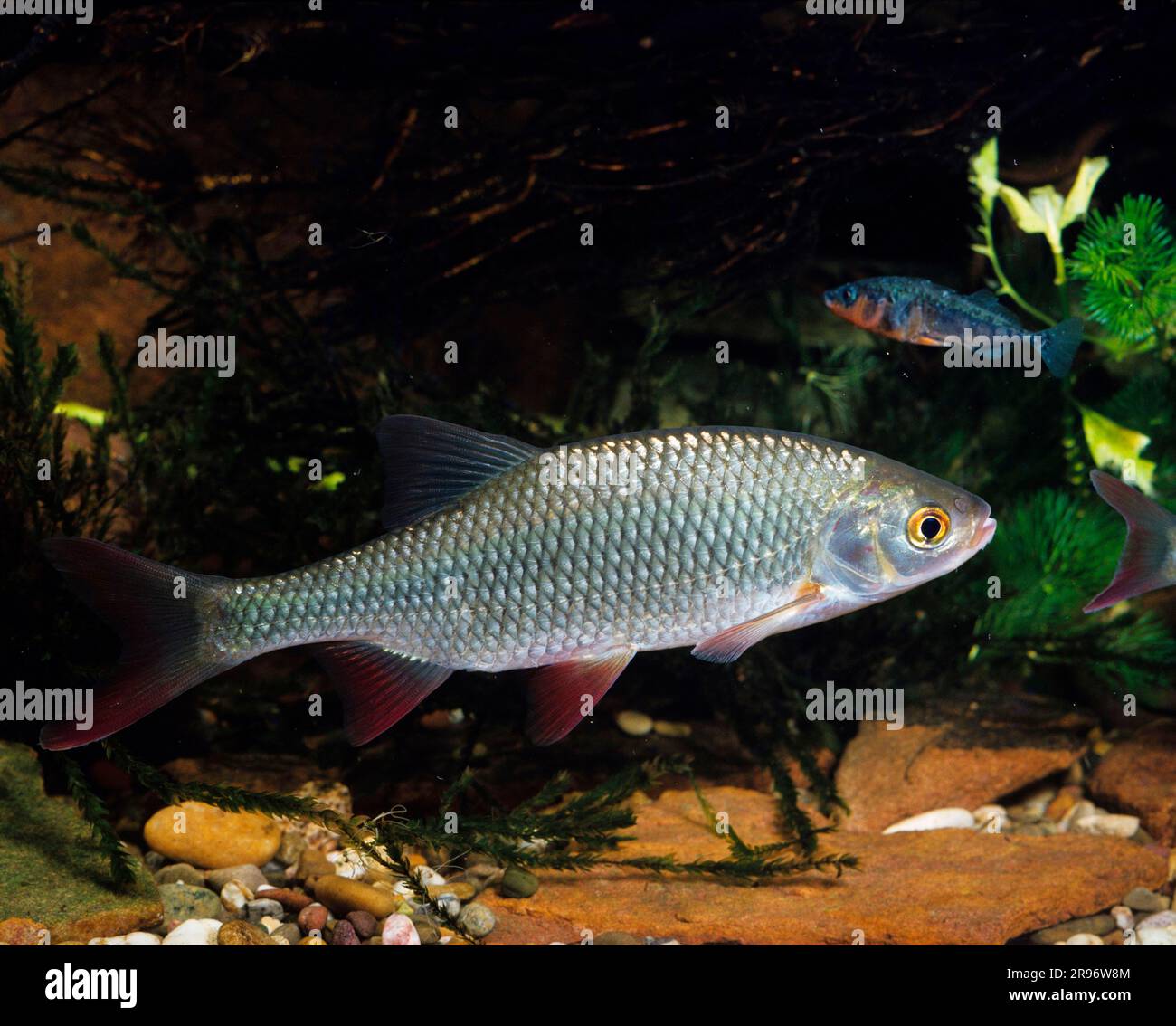 Common rudd (Scardinius erythrophthalmus), lateral Stock Photo - Alamy