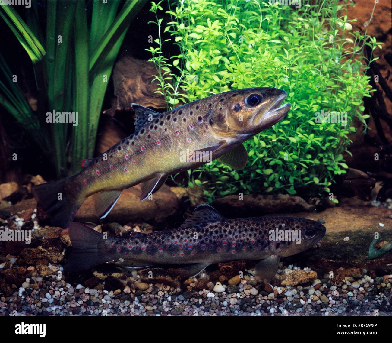 Lake trout (Salmo trutta Stock Photo - Alamy