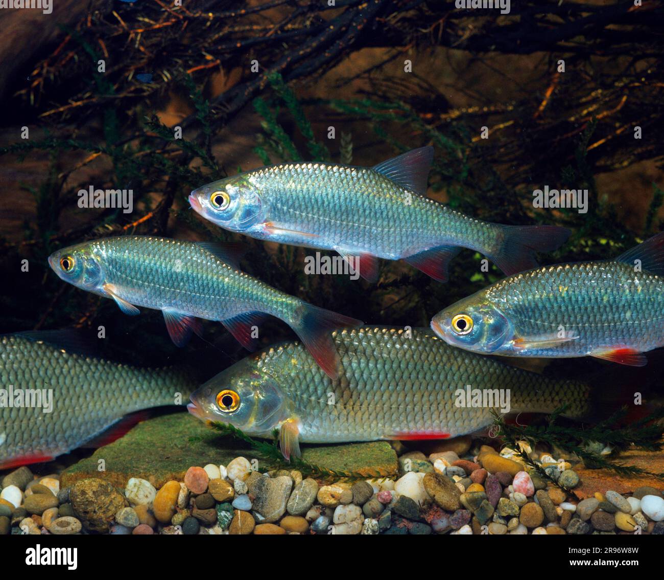 Common rudd (Scardinius erythrophthalmus Stock Photo - Alamy