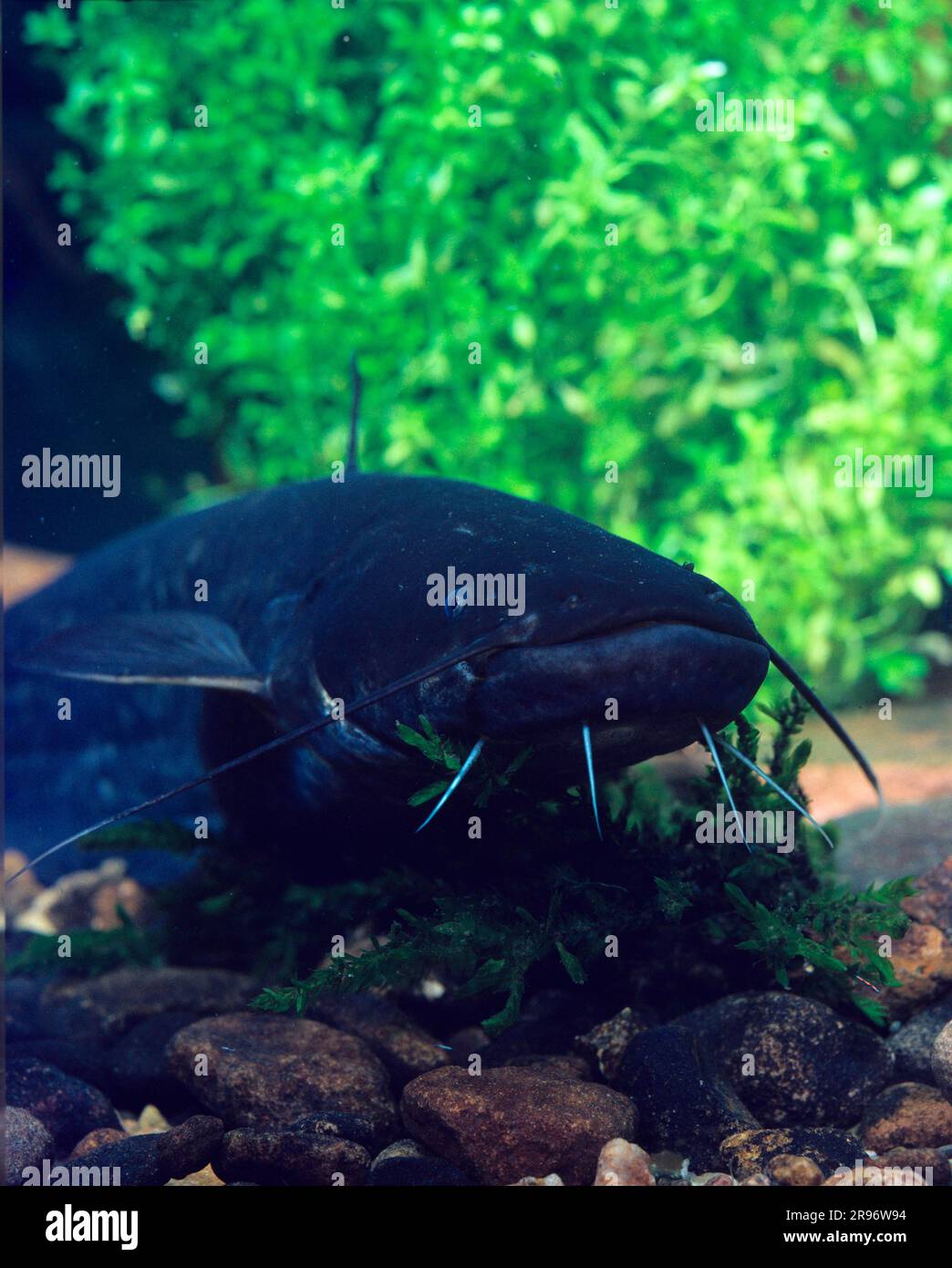 Catfish silurus glanis underwater hi-res stock photography and images ...
