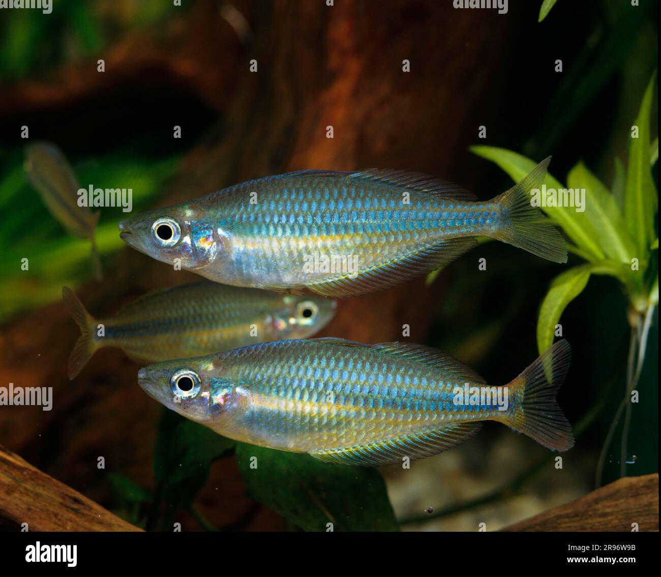 Trifasciata Rainbowfish