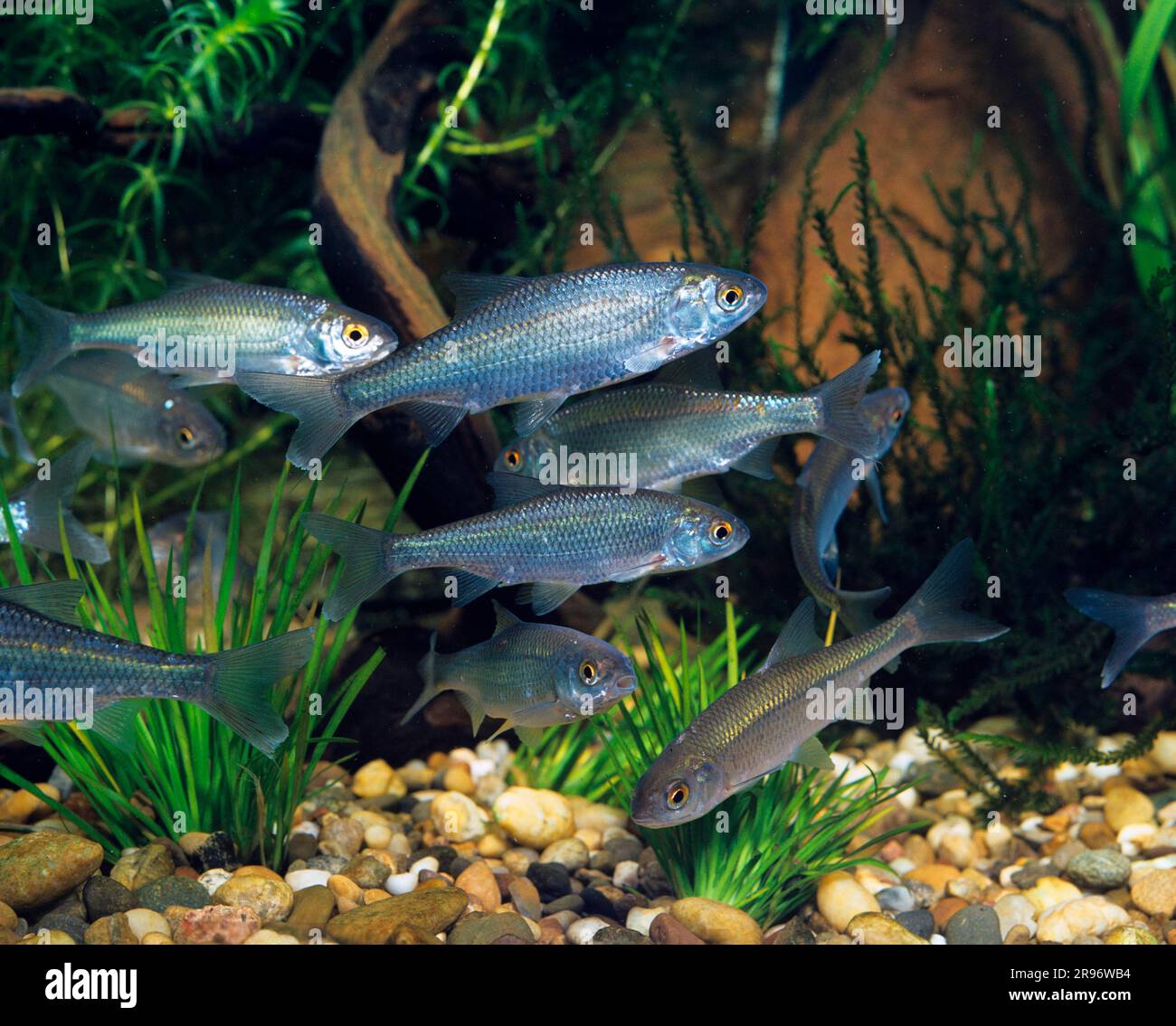 Roach (rutilus rutilus), swallow, roach Stock Photo - Alamy