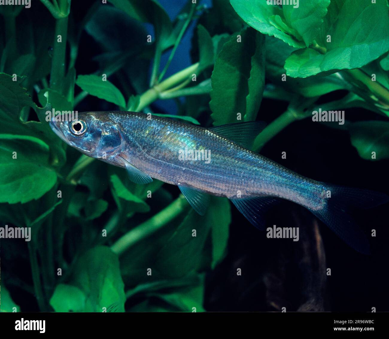 Asp (fish) hi-res stock photography and images - Alamy