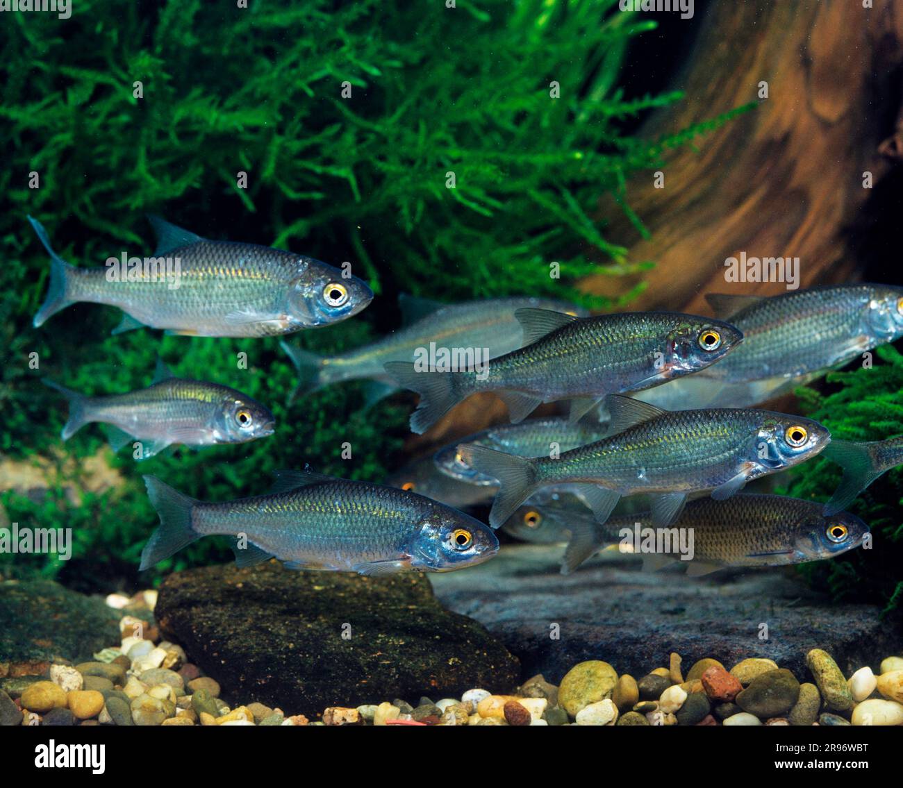 Roach (rutilus rutilus), swallow, roach Stock Photo - Alamy