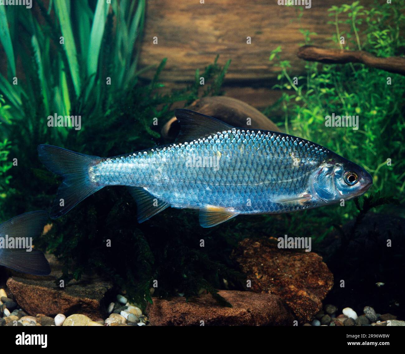 Schwal hi-res stock photography and images - Alamy