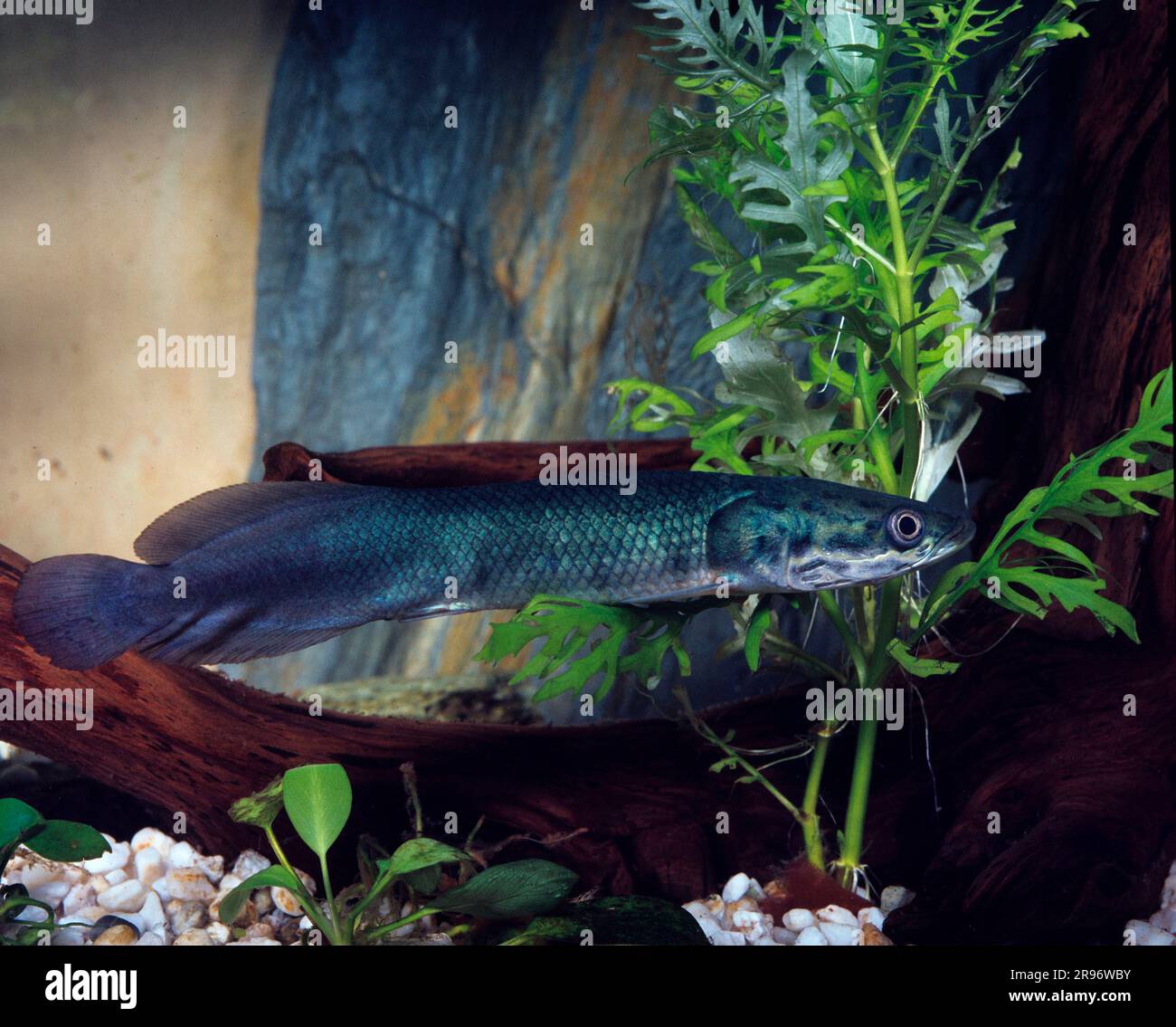 Giant Arapaima gigas (Arapaima gigas gigas), Pirarucu Stock Photo - Alamy