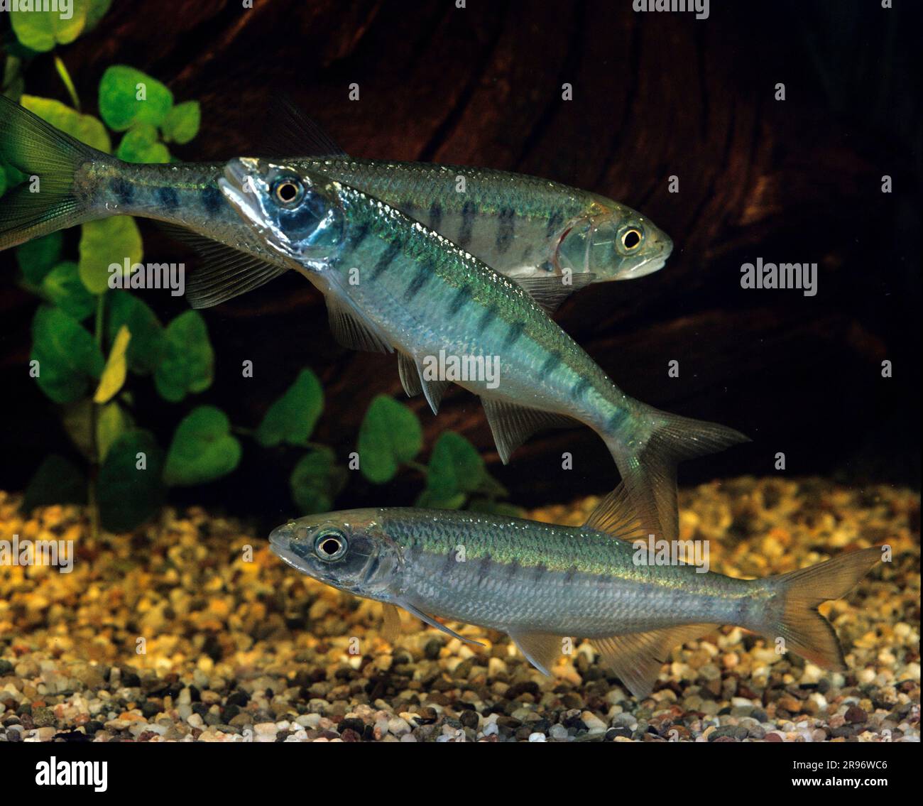 Barilius hi-res stock photography and images - Alamy
