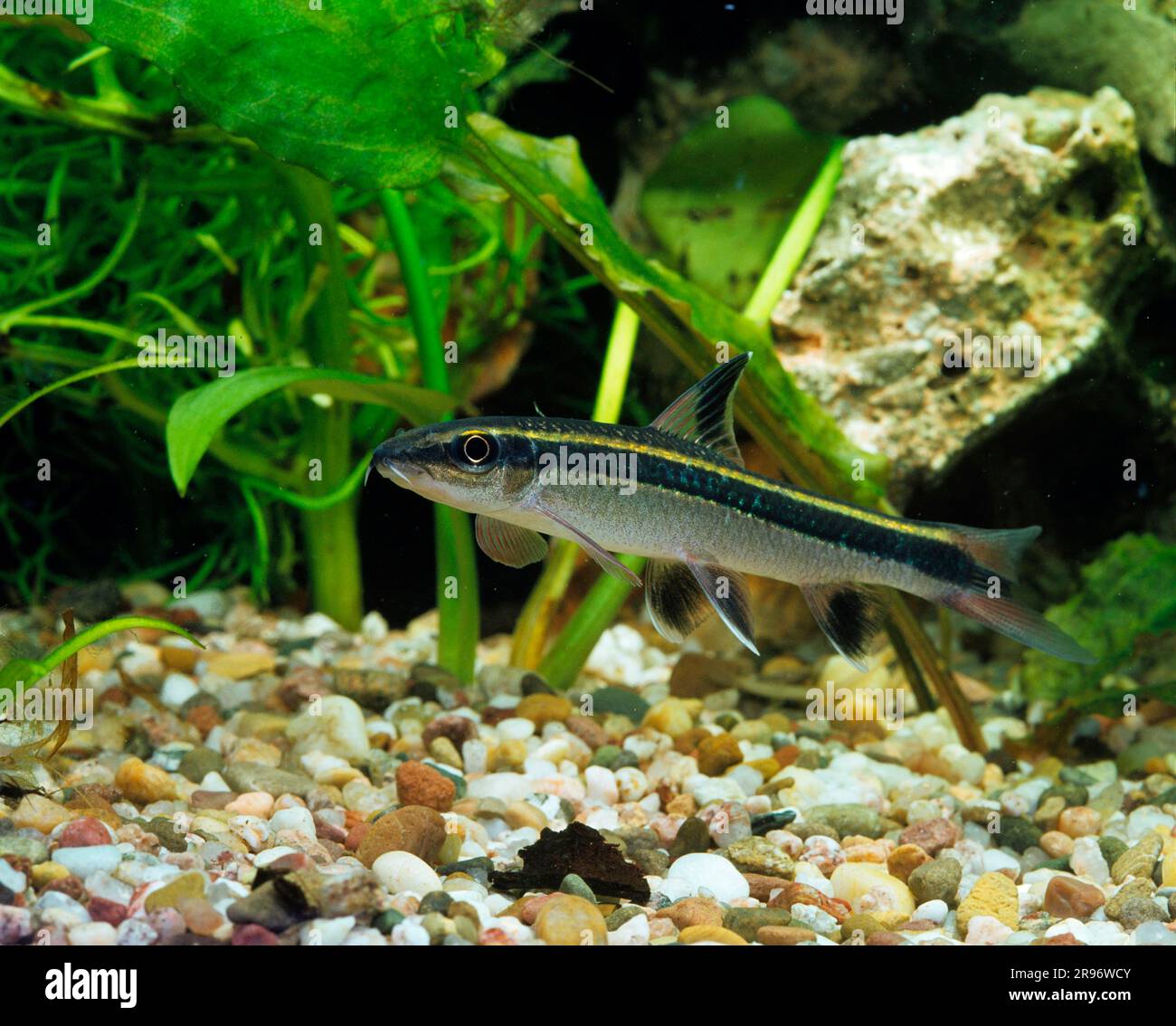 Flying fox fish hi-res stock photography and images - Alamy