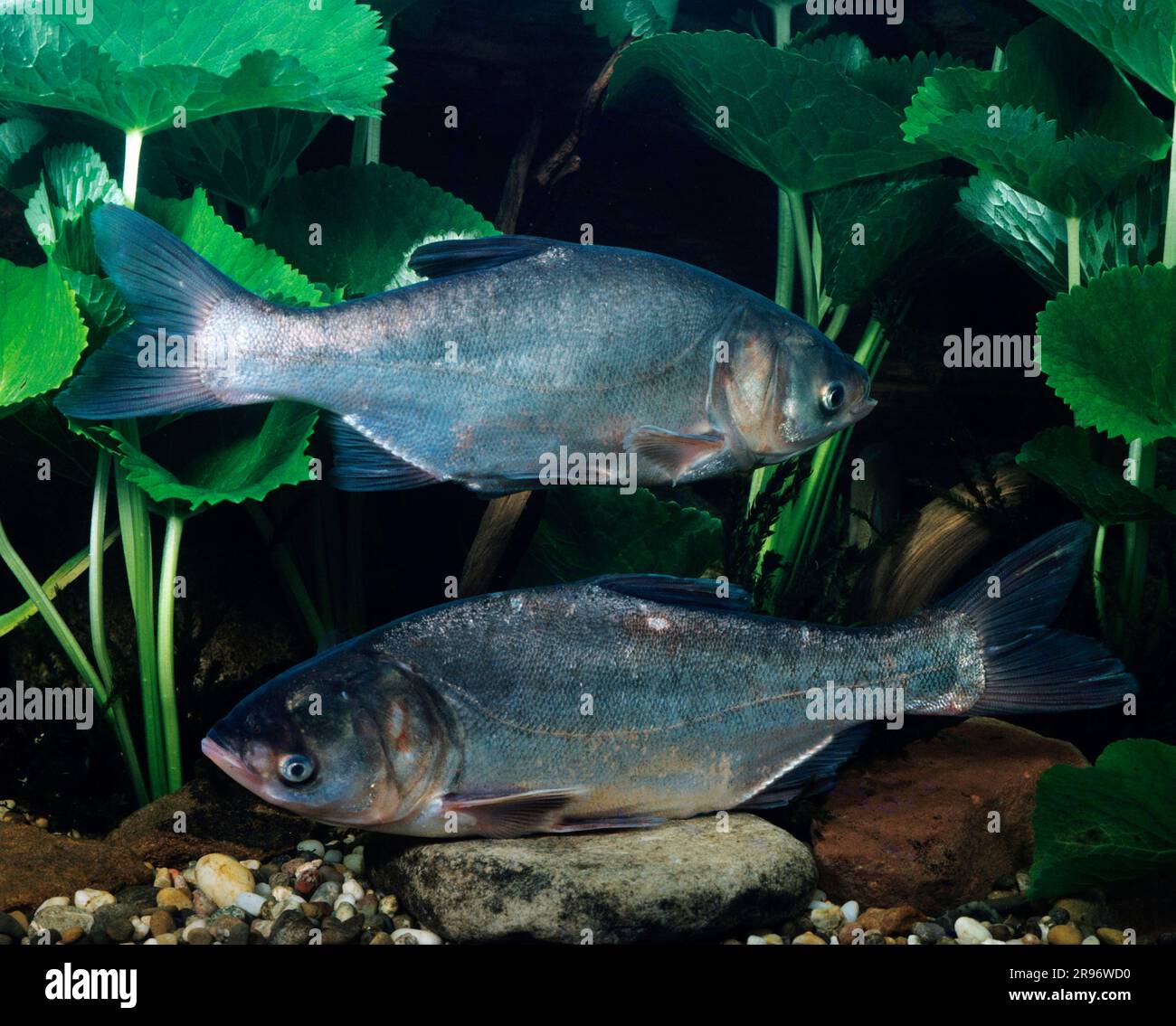 Silver carp (Hypophthalmichthys molitrix), Tolstolob, Silver amur Stock ...