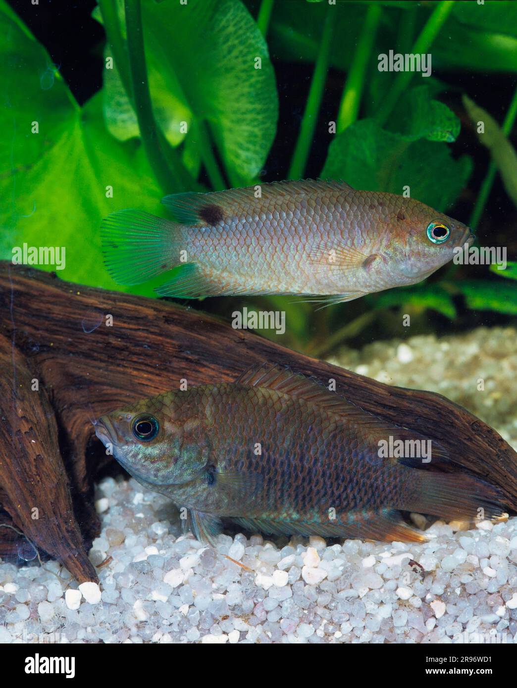 Ceylon Macropod (Belontia signata signata), Ceylon Macropod, Ceylon ...