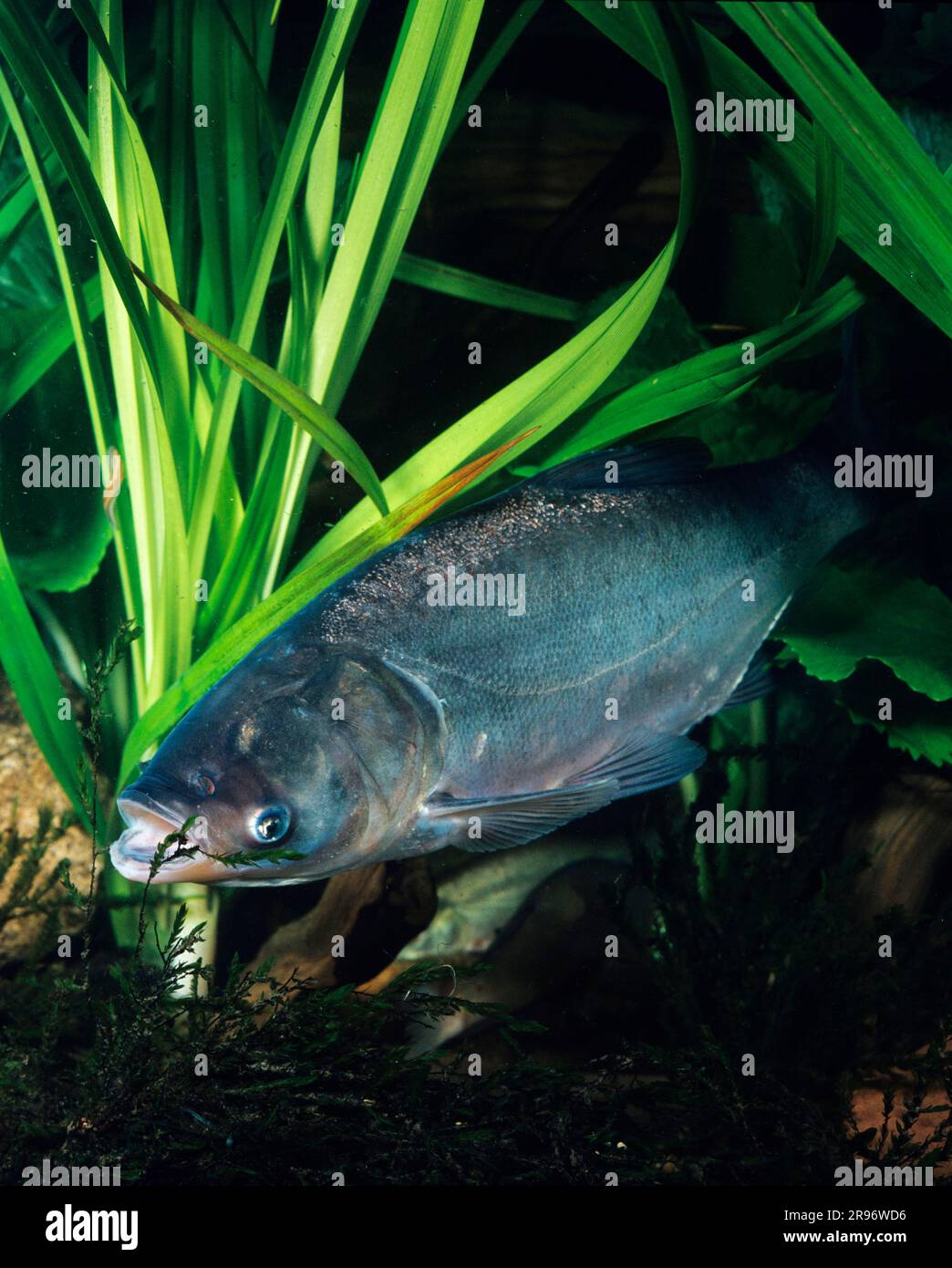 Silver cyprinid hi-res stock photography and images - Alamy