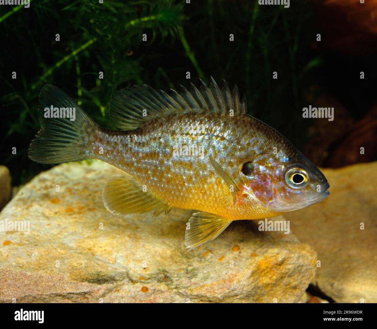 Common pumpkinseed sunfish (Lepomis gibbosus), pumpkin seed perch, lateral Stock Photo - Alamy