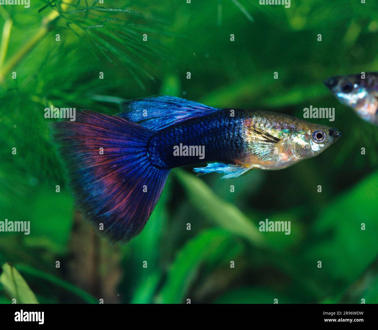 Guppy (Poecilia reticulata) (Lebistes reticulata) (Lebistes reticulatus ...