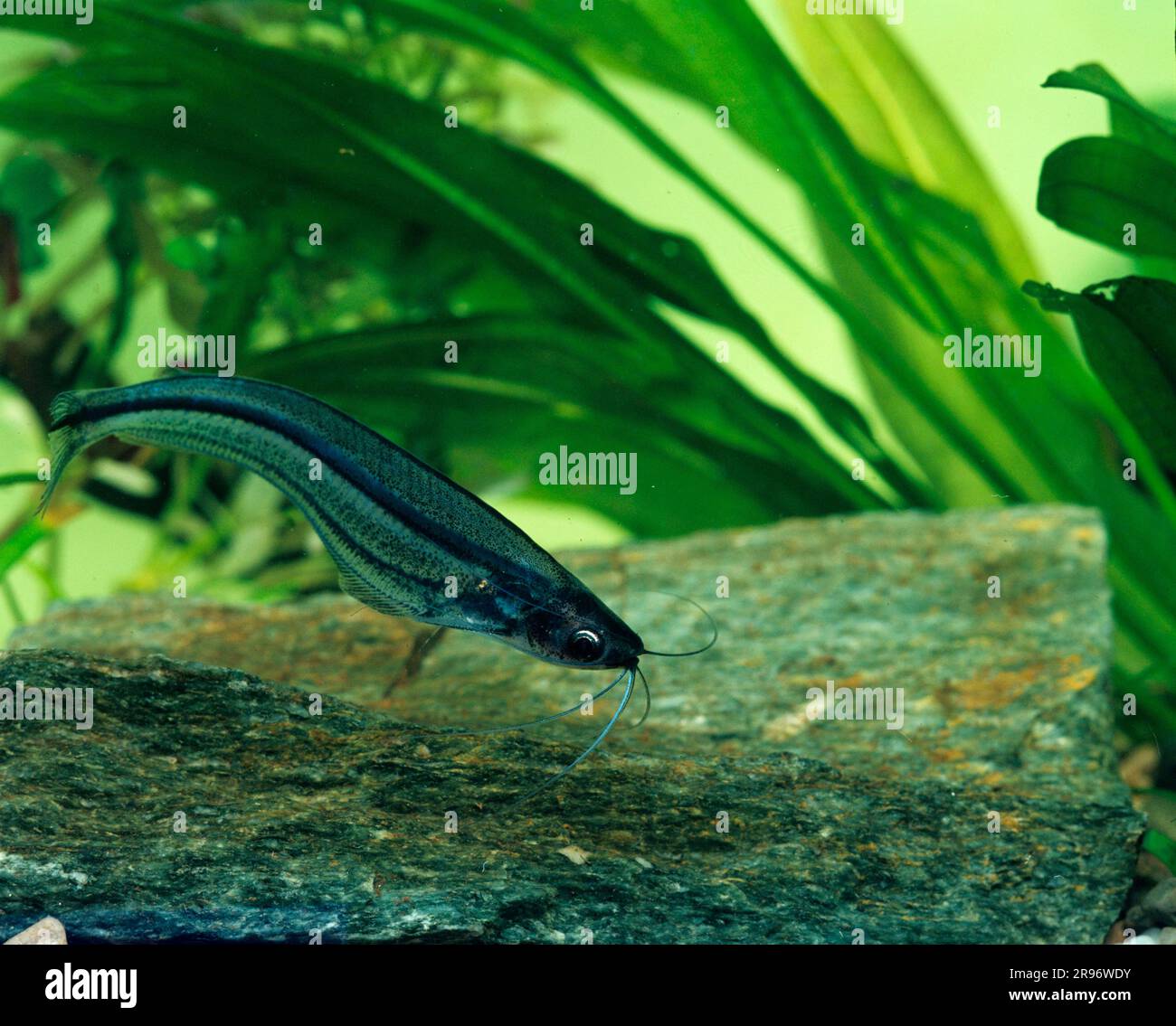 Indian Kryptopterus bicirrhis (Kryptopterus bicirrhis Stock Photo - Alamy
