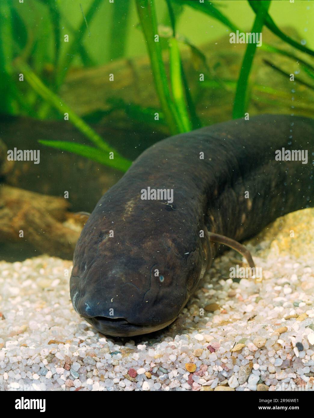 South American lungfish (Lepidosiren paradoxus) nischer Lungenfisch ...