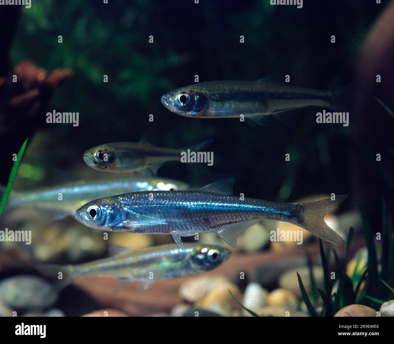 Moderlieschen, Malinchen, Modke, Mutterloseken, Tailor carp (Leucaspius ...