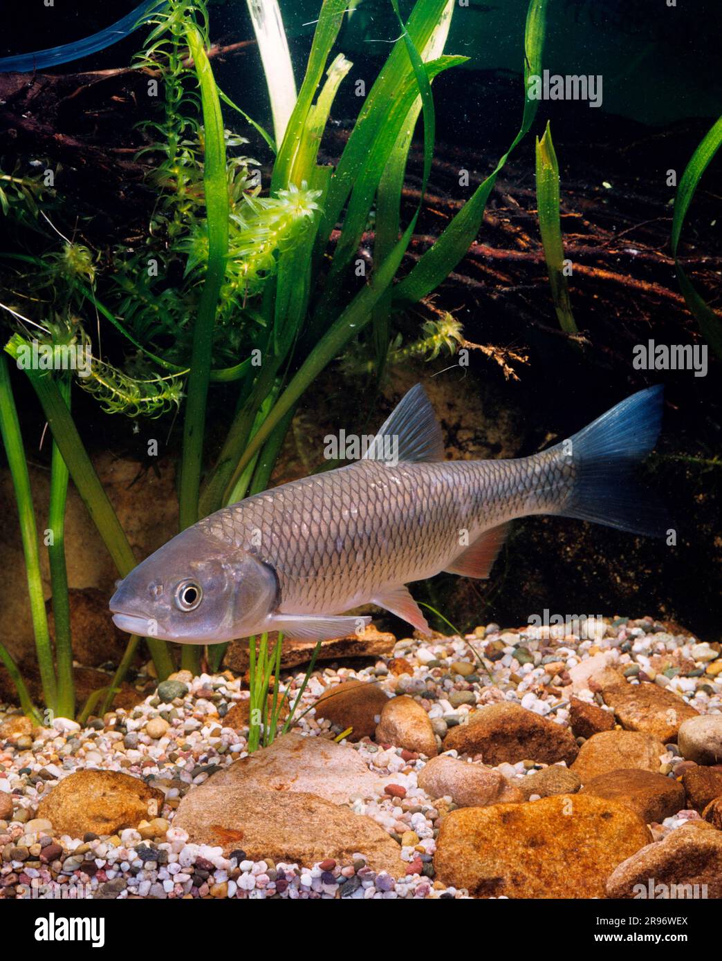 Chub fish hi-res stock photography and images - Alamy