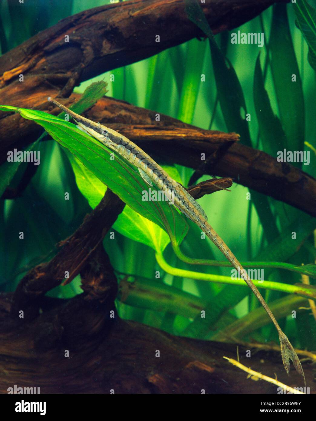 Common needle catfish (Farlowella acus acus), lateral Stock Photo - Alamy