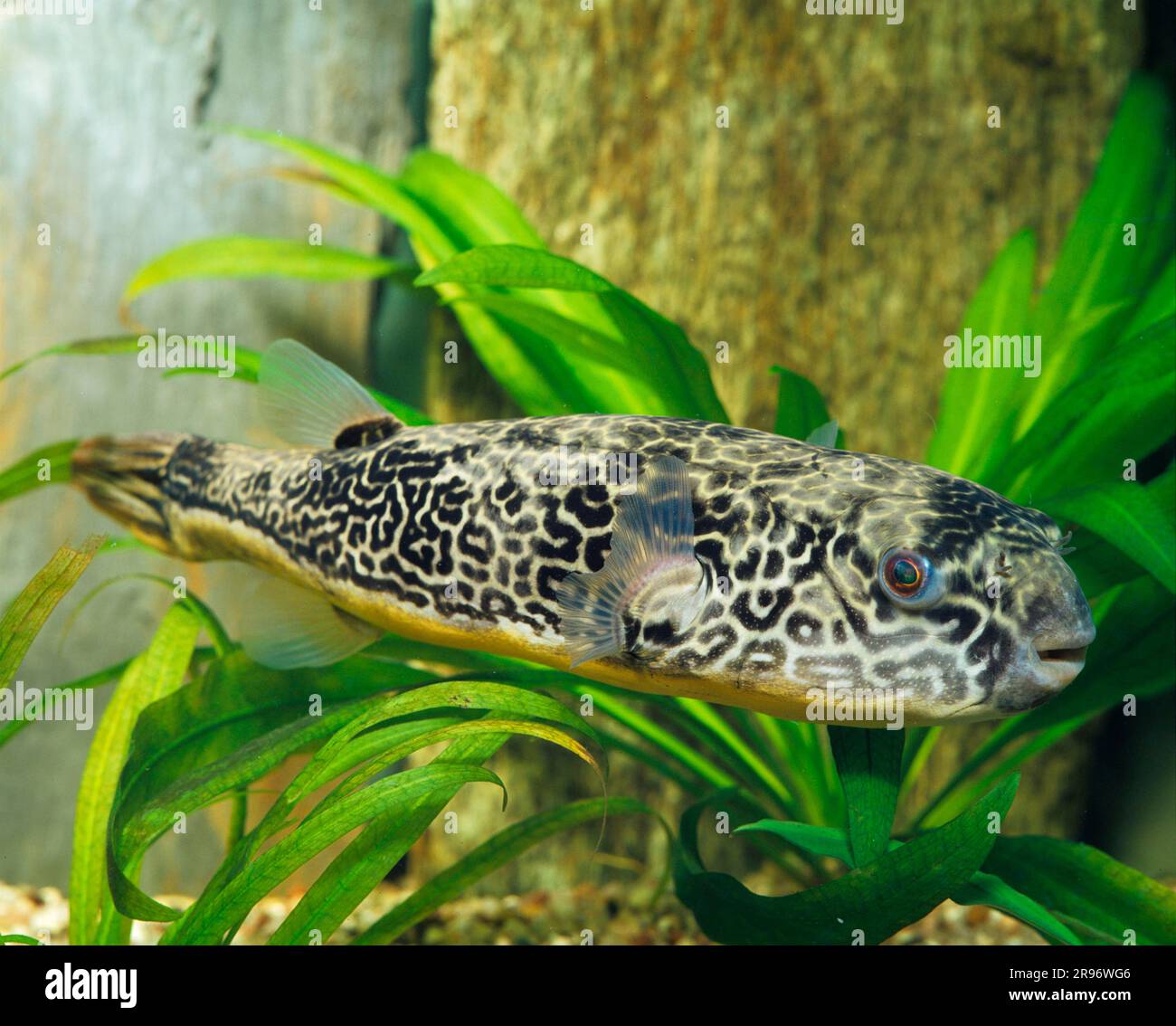 Mbu puffer giant puffer giant hi-res stock photography and images - Alamy