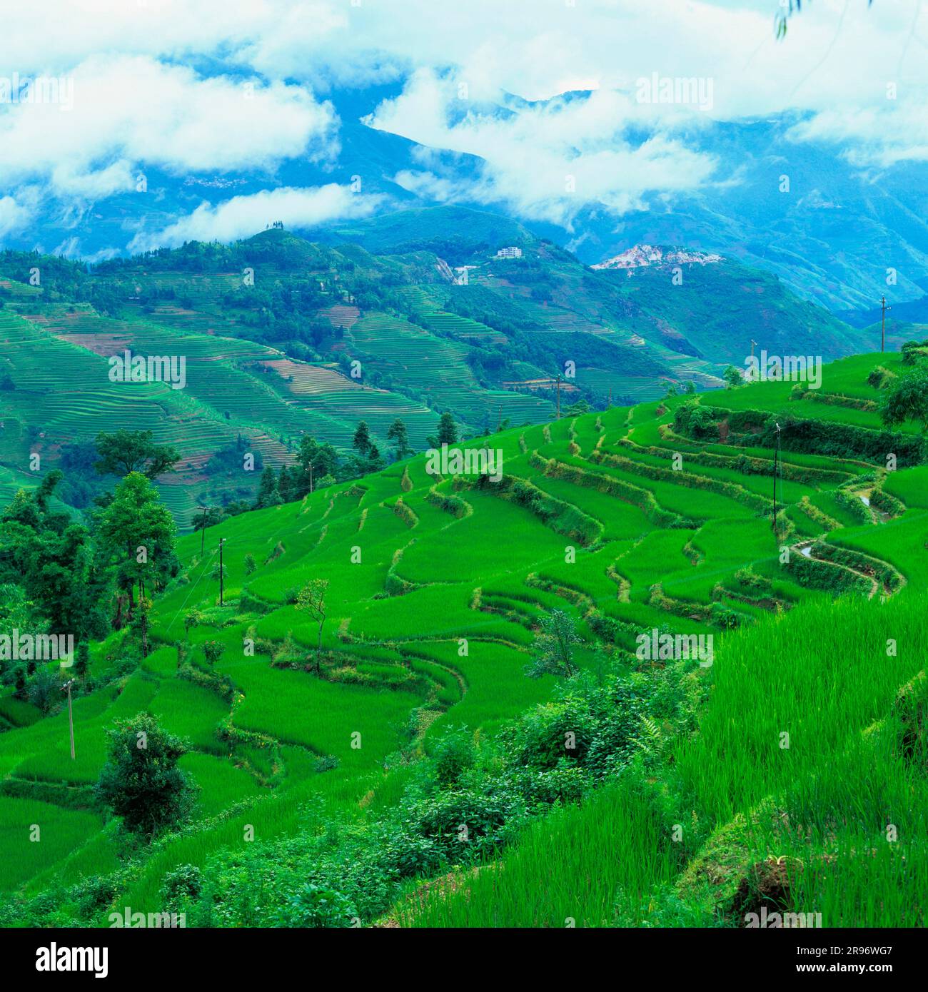 Rice terraces, Yuanyang, Yunnan, China Stock Photo - Alamy