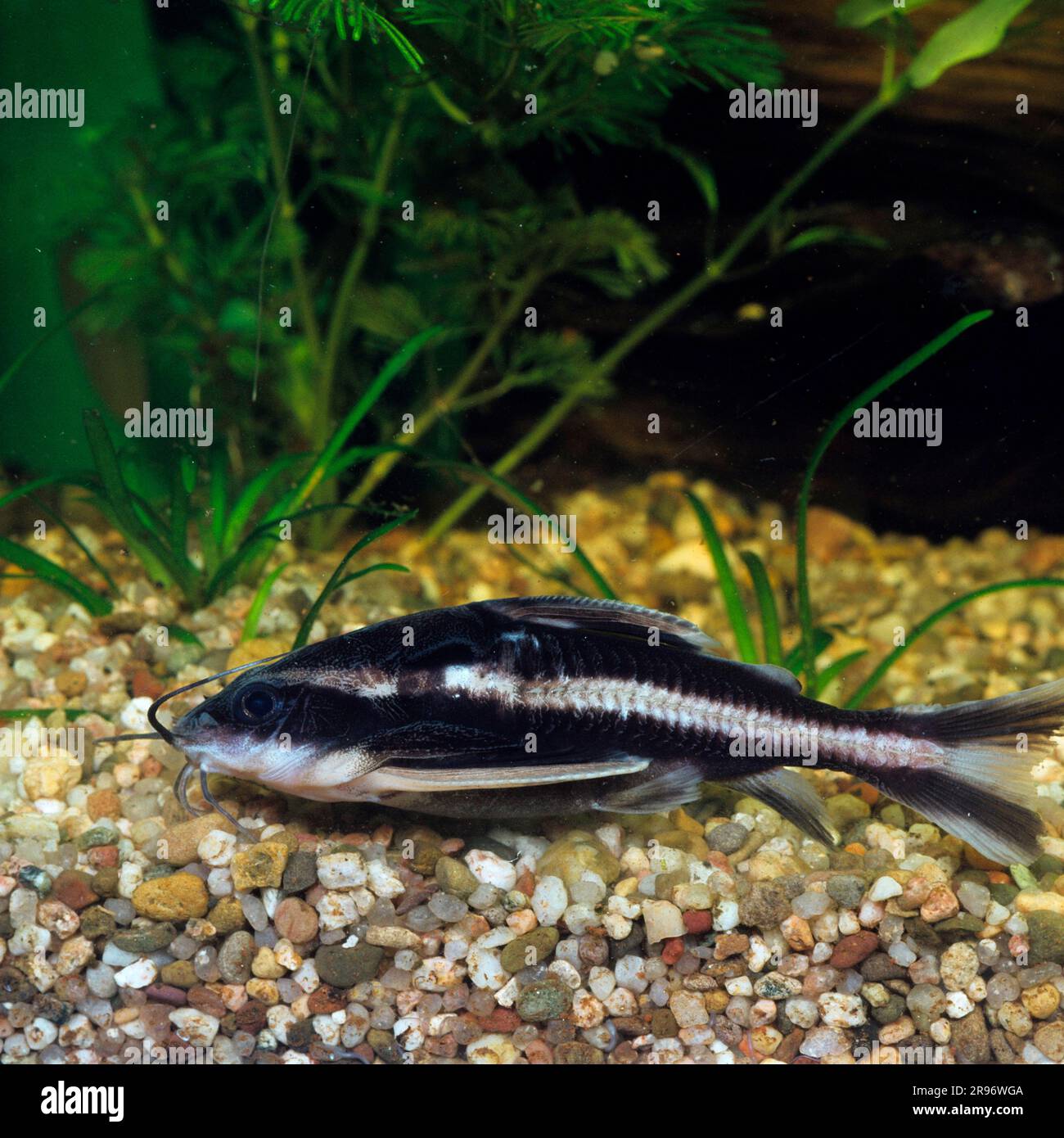 Striped catfish (Acanthodoras spinosissimus Stock Photo - Alamy