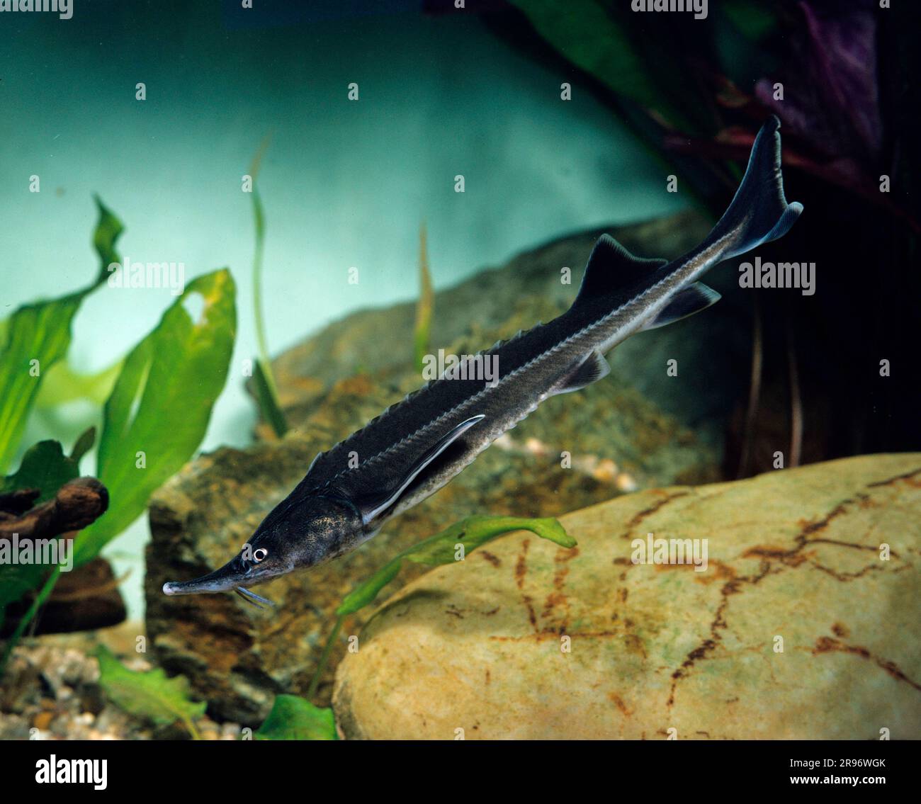 Acipenser ruthenus hi-res stock photography and images - Alamy