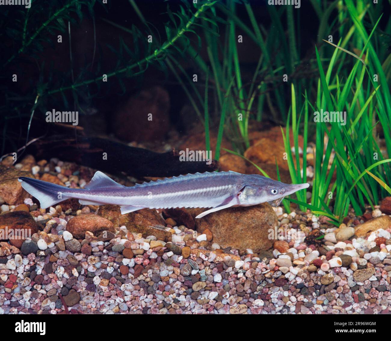 Baltic sturgeon (Acipenser sturio), European sturgeon, Atlantic ...
