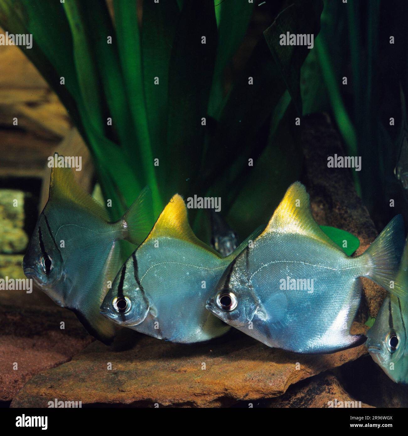 Monodactylus argentues hi-res stock photography and images - Alamy