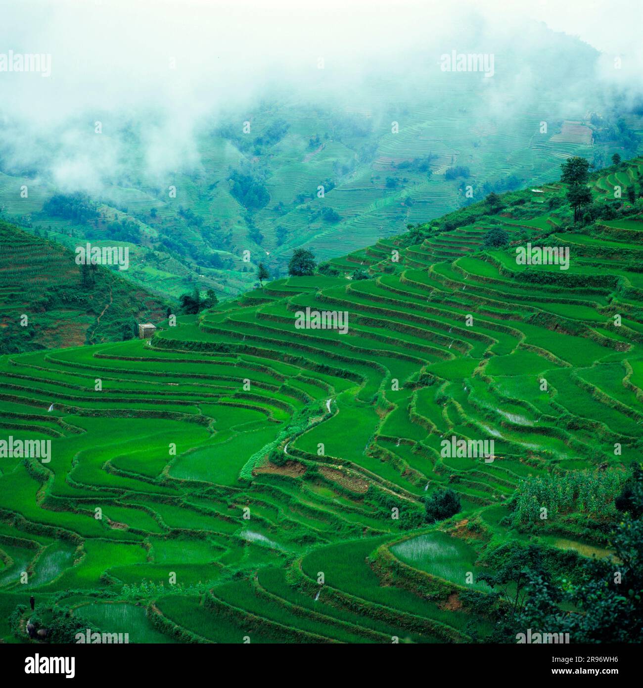 Rice terraces, Yuanyang, Yunnan, China Stock Photo - Alamy