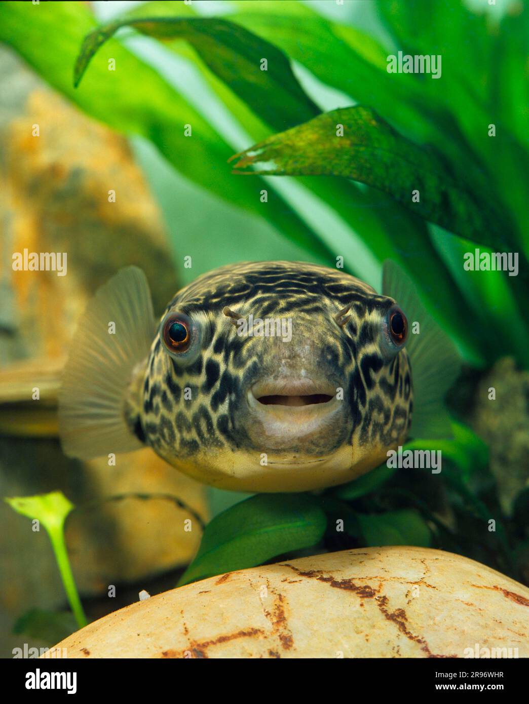 Yellow-rumped pufferfish, golden pufferfish (Tetraodon mbu), giant ...