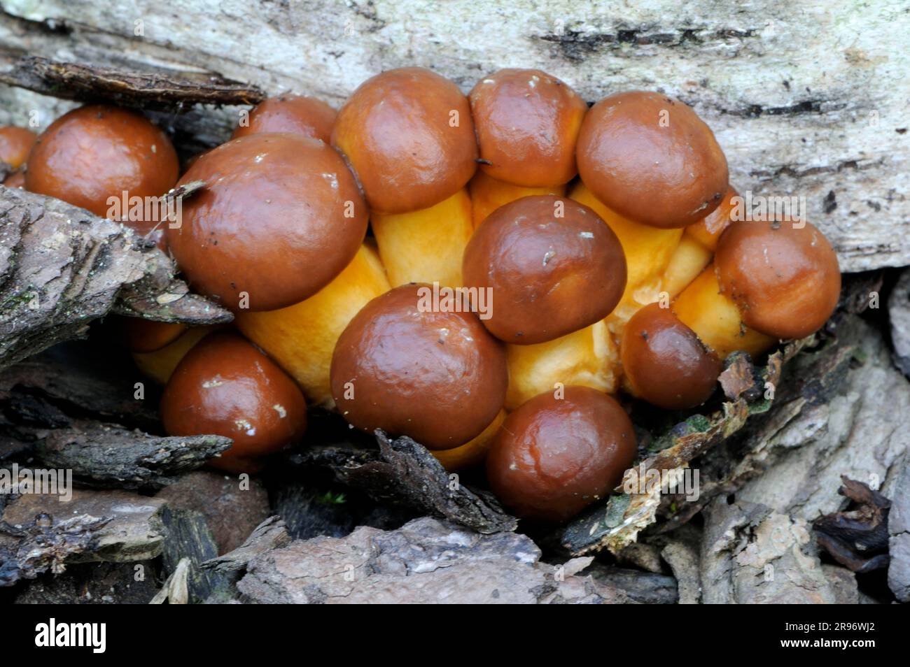 Mushroom cultivation, Tuscan mushrooms, golden cap, Japanese sheathed sponge (Pholiota nameko ...