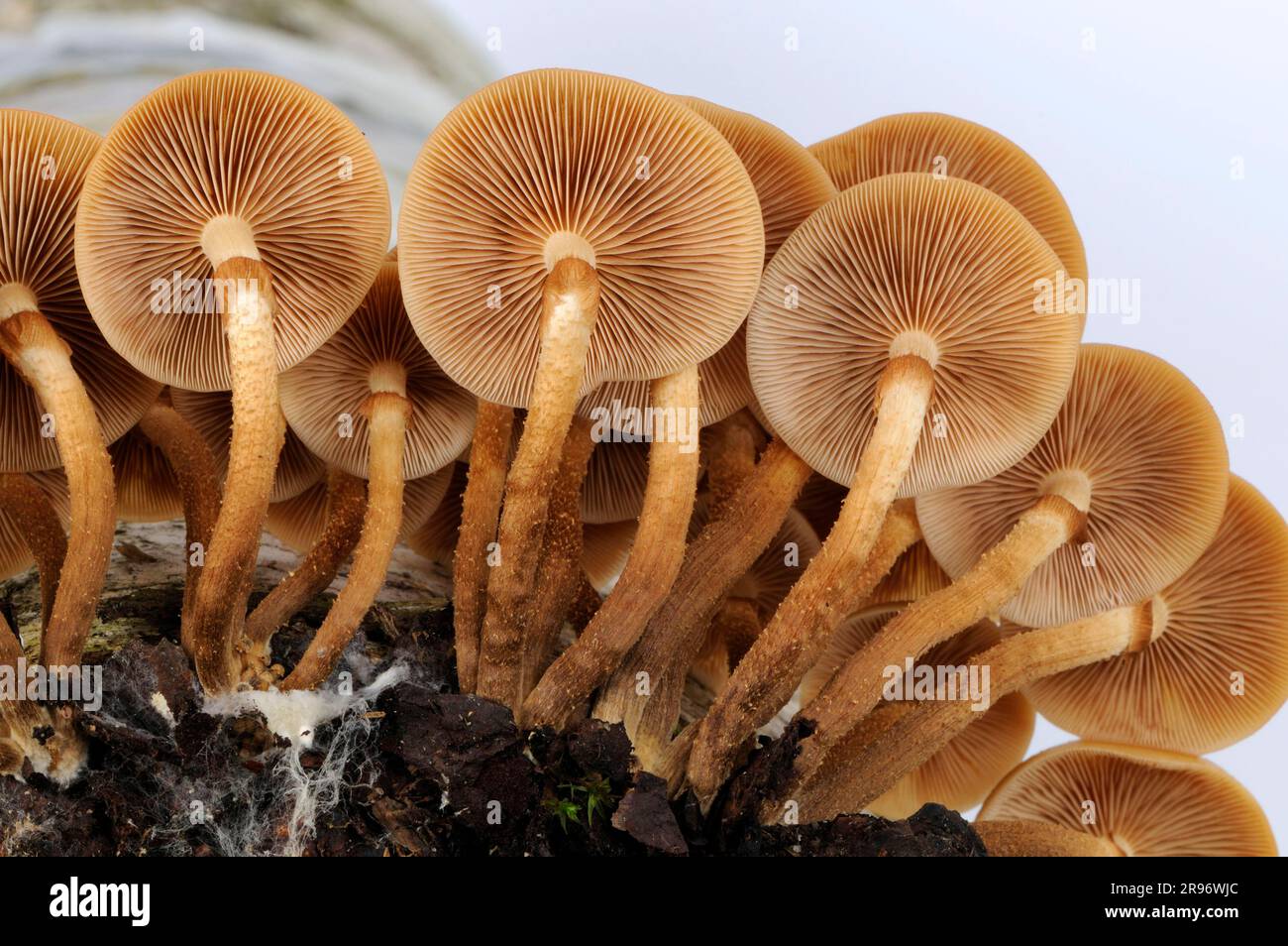 Cultivation of fungi, hive sponges (Kuehneromyces mutabilis Stock Photo ...