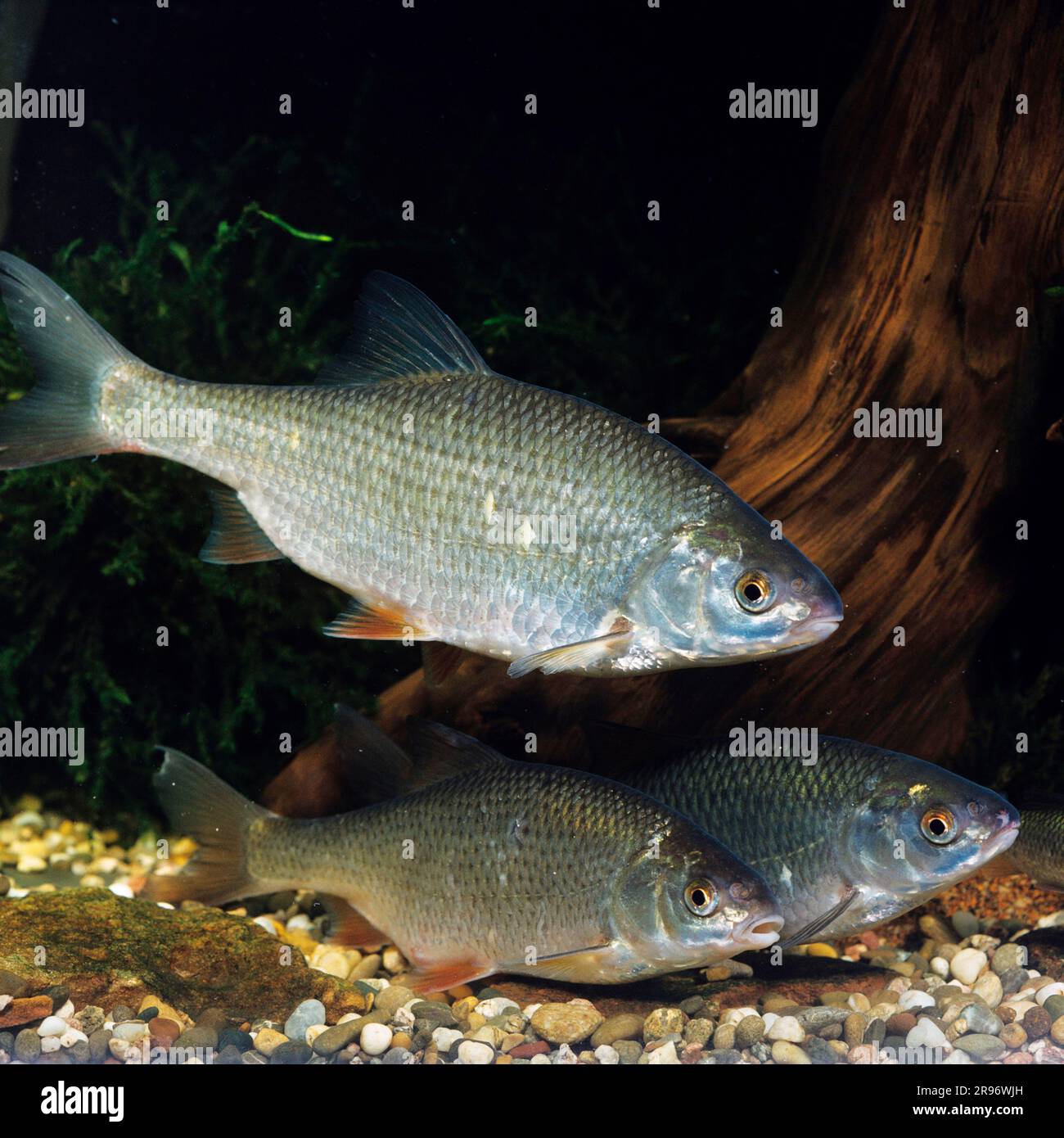 Common rudd (Scardinius erythrophthalmus Stock Photo - Alamy