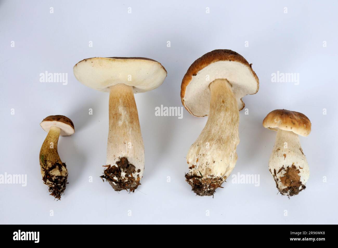 Porcini, spruce boletus (Boletus edulis), mister mushroom Stock Photo ...