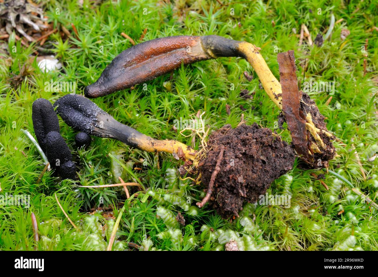Lingual seed club (Cordyceps ophioglossoides Stock Photo - Alamy