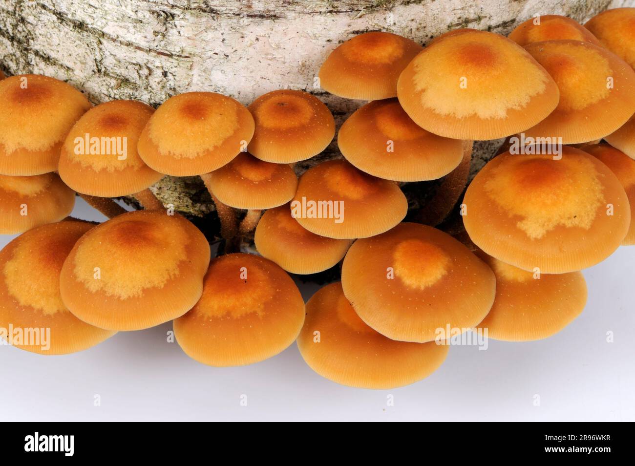 Cultivation of fungi, hive sponges (Kuehneromyces mutabilis Stock Photo ...