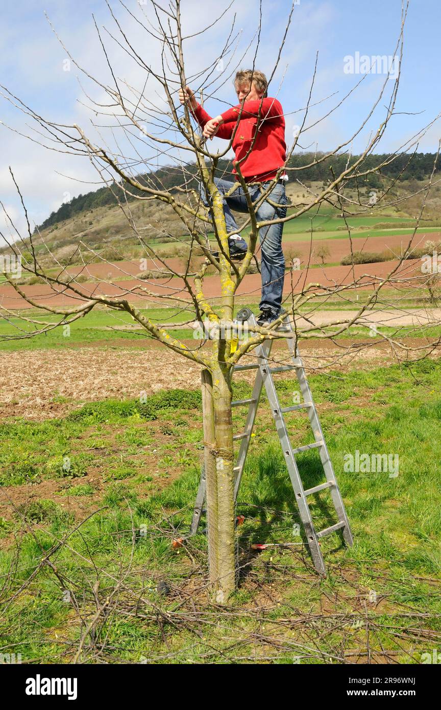 Man pruning fruit tree, cutting vine, pruning, ladder Stock Photo - Alamy